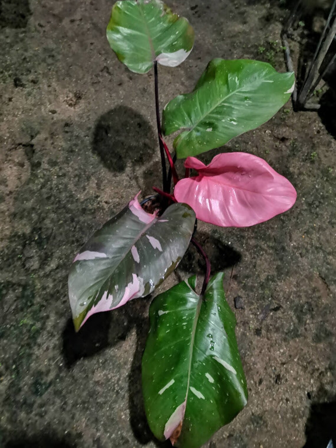 Philodendron Pink Princess Marble Free Shipping With Phyto - Etsy