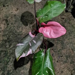 Philodendron Pink Princess Marble Free Shipping With Phyto Home Garden ...