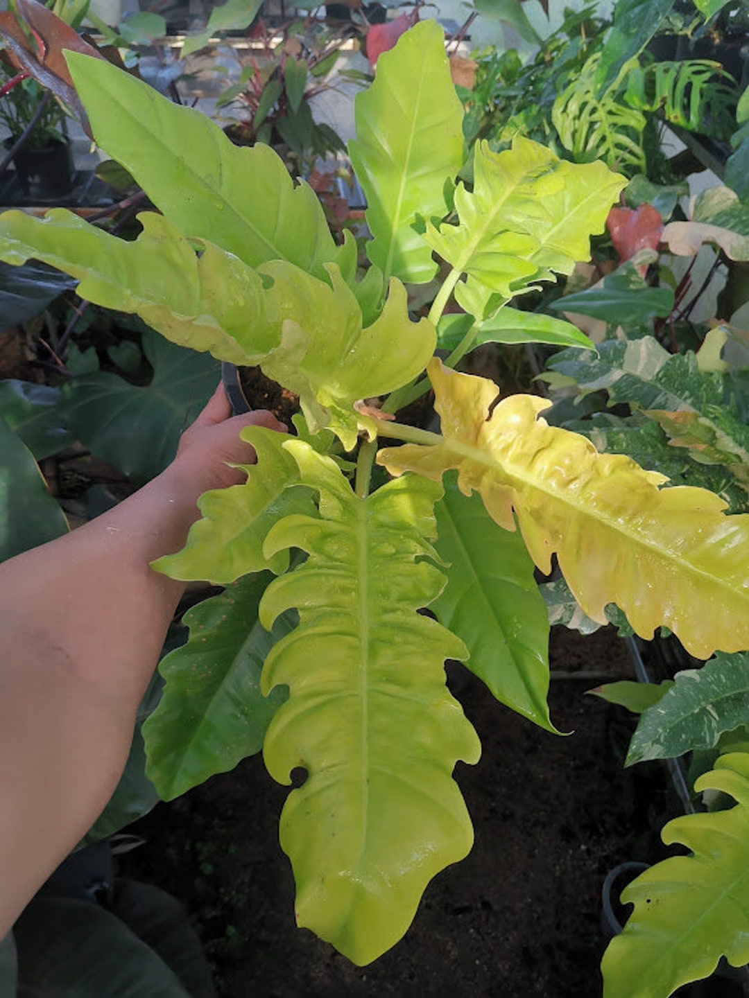 This item is unavailable - Etsy