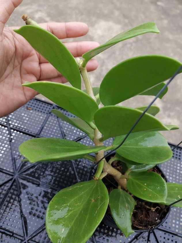 in 6 pot White Corona Cites & Phyto live plant Hoya Pachyclada Home ...