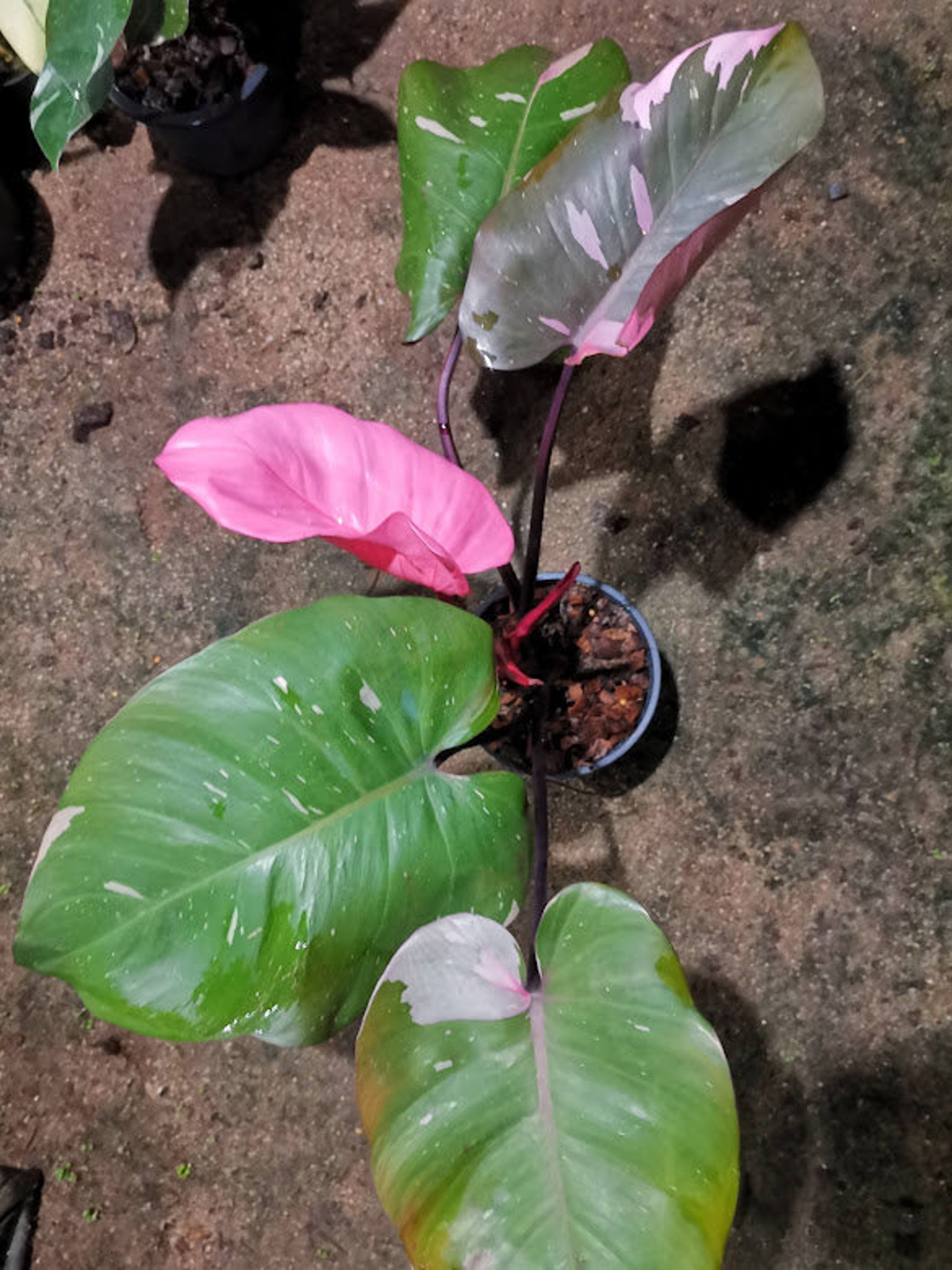 Philodendron Pink Princess Marble Free Shipping With Phyto - Etsy