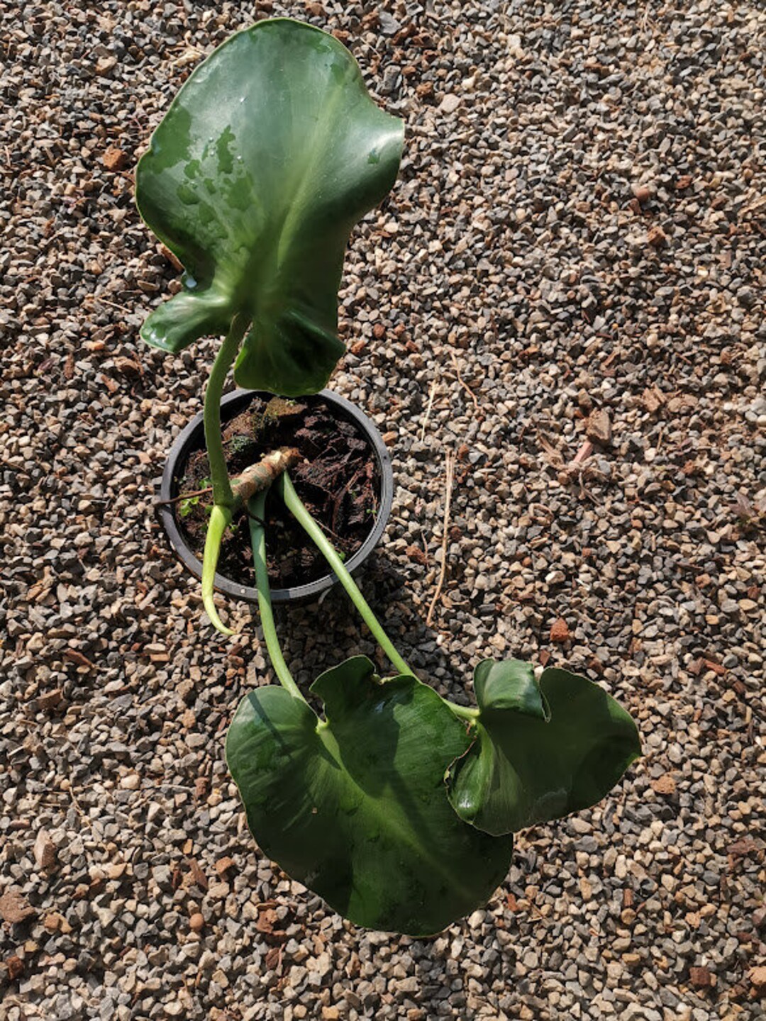 Philodendron Rugosum 'sow's Ear' Philodendron Pig Skin Free Shipping ...