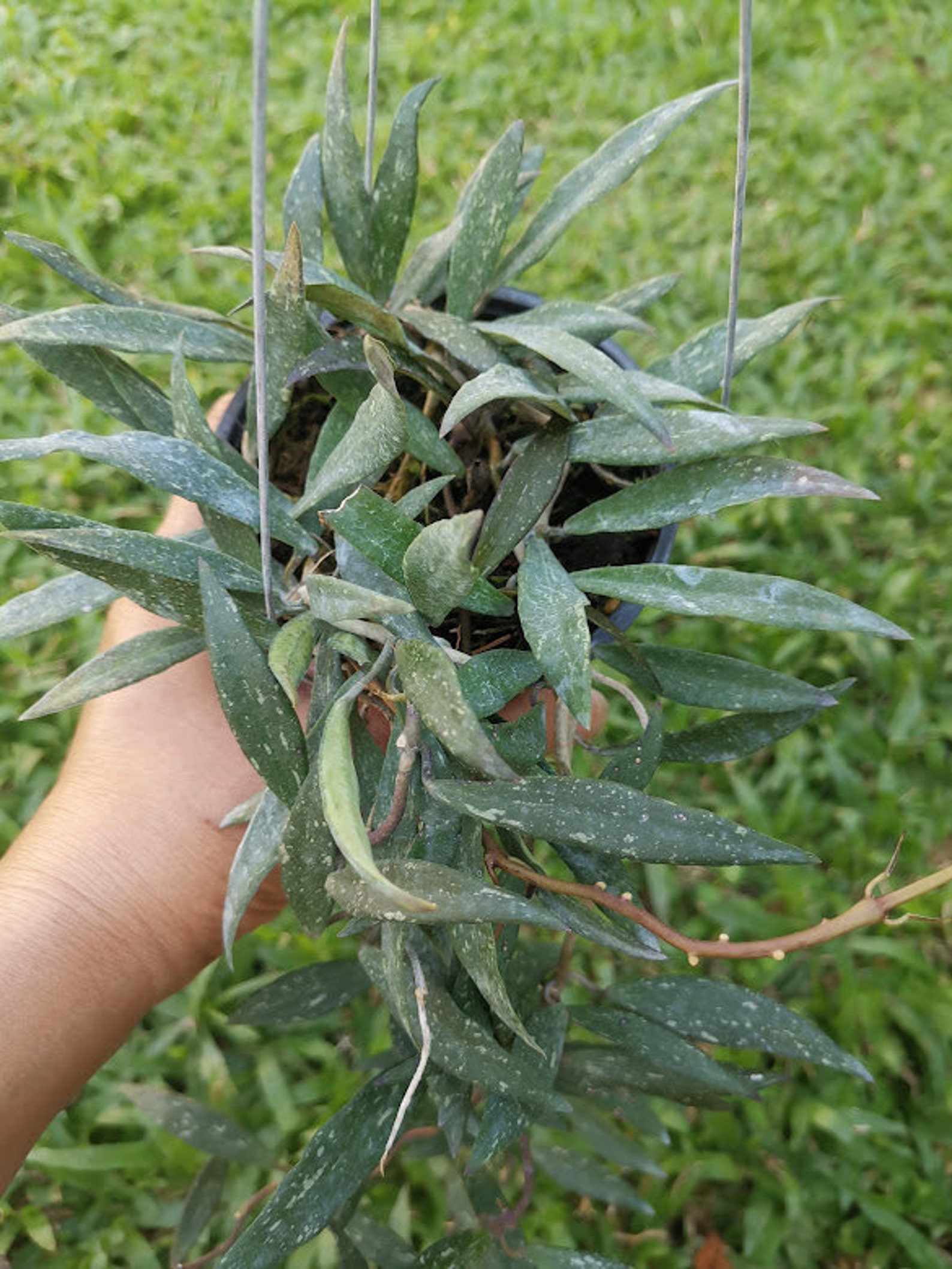 1 Pot Hoya Mirabilis Splash Free Shipping Phyto Home Garden - Etsy