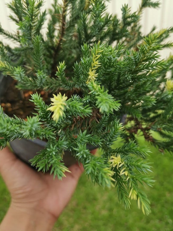 Juniperus Procumbens Variegata Free Shipping Phyto - Etsy