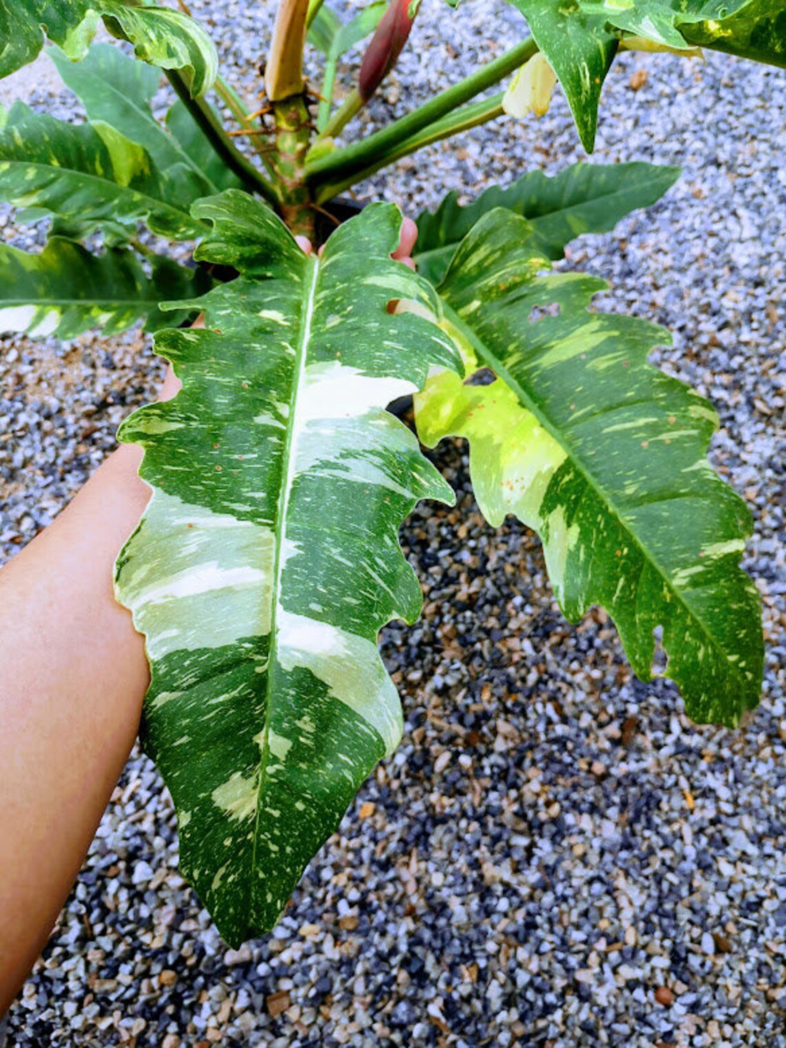 Philodendron Ring of Fire Variegated Rooted Can Cutting Free - Etsy