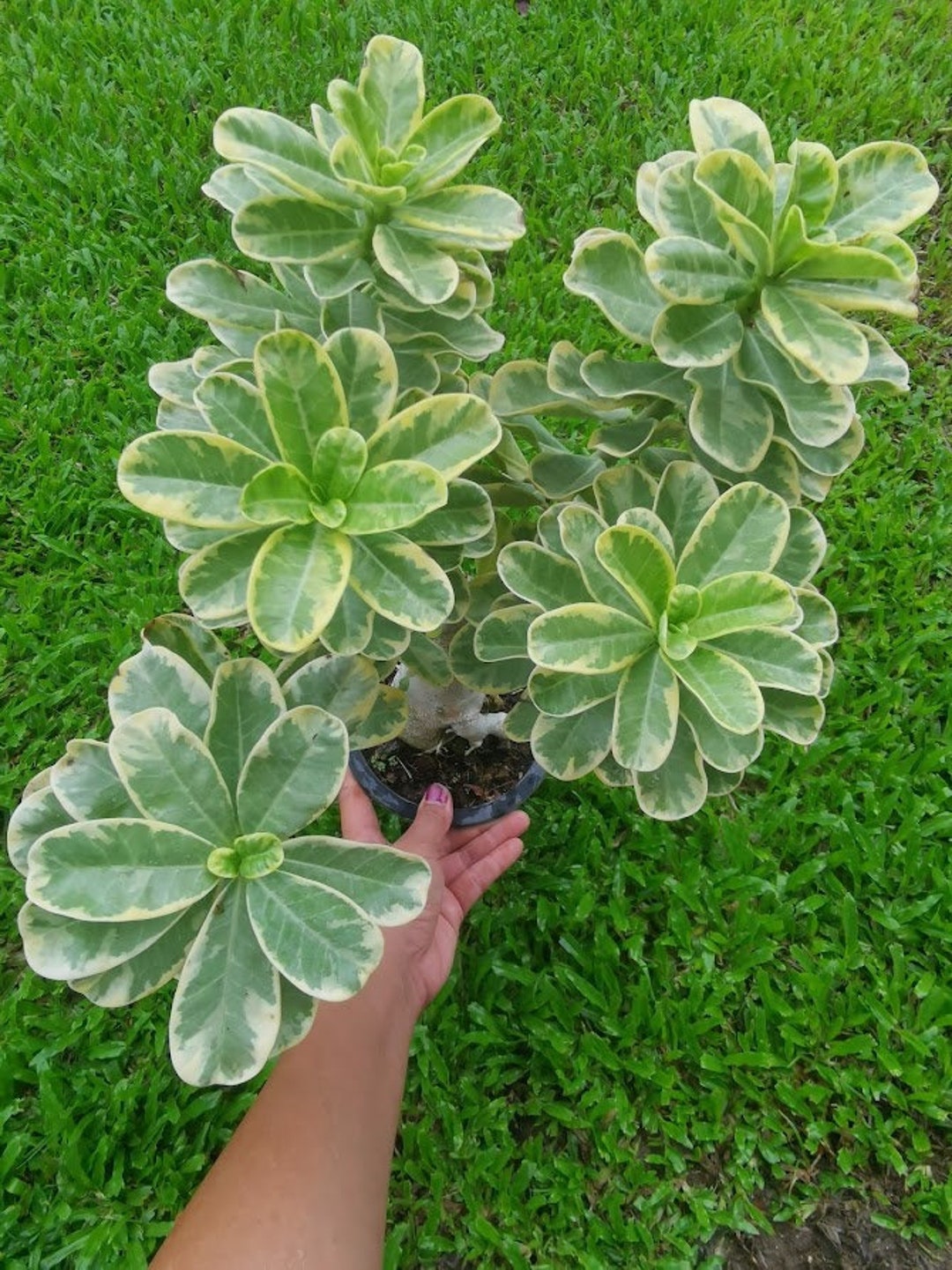 Adenium Obesum Variegated Desert Rose Free Shipping Phyto Home&garden ...
