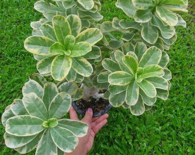 Adenium Obesum Variegated Desert Rose Free Shipping + Phyto Home&garden ...