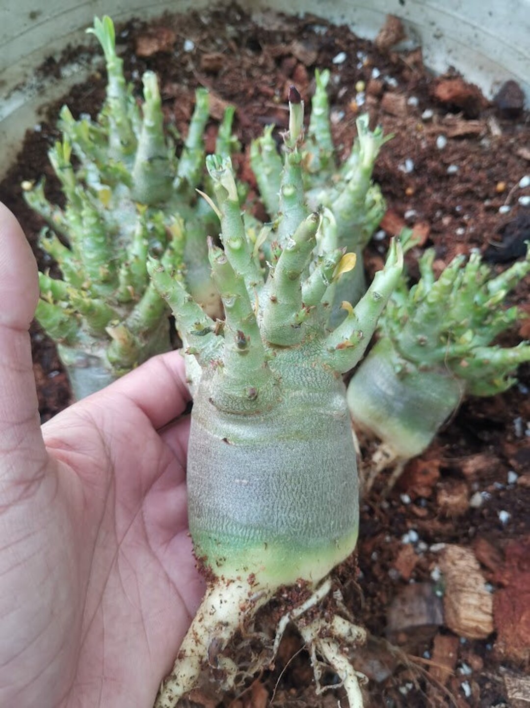 10X Desert Rose Adenium Obesum Arabicum Thai Socotraunm Kao-hin-zon ...