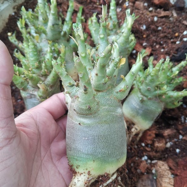Adenium - Etsy