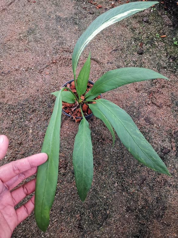 Anthurium Vittarifolium Variegated Free Shipping Phyto - Etsy