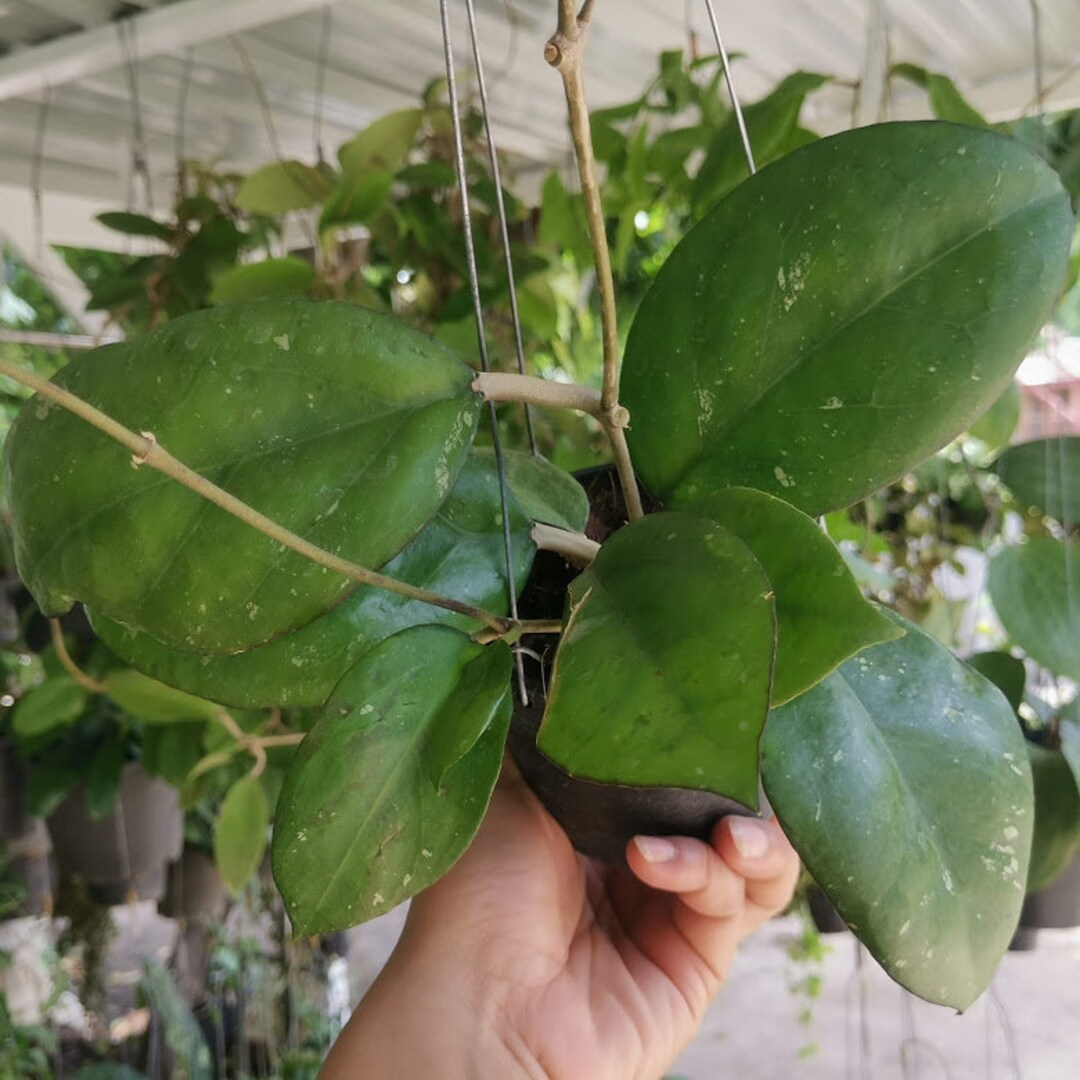 Hoya Joy Plant 1 Pot Kostenloser Versand und Phyto Yard Garten ...