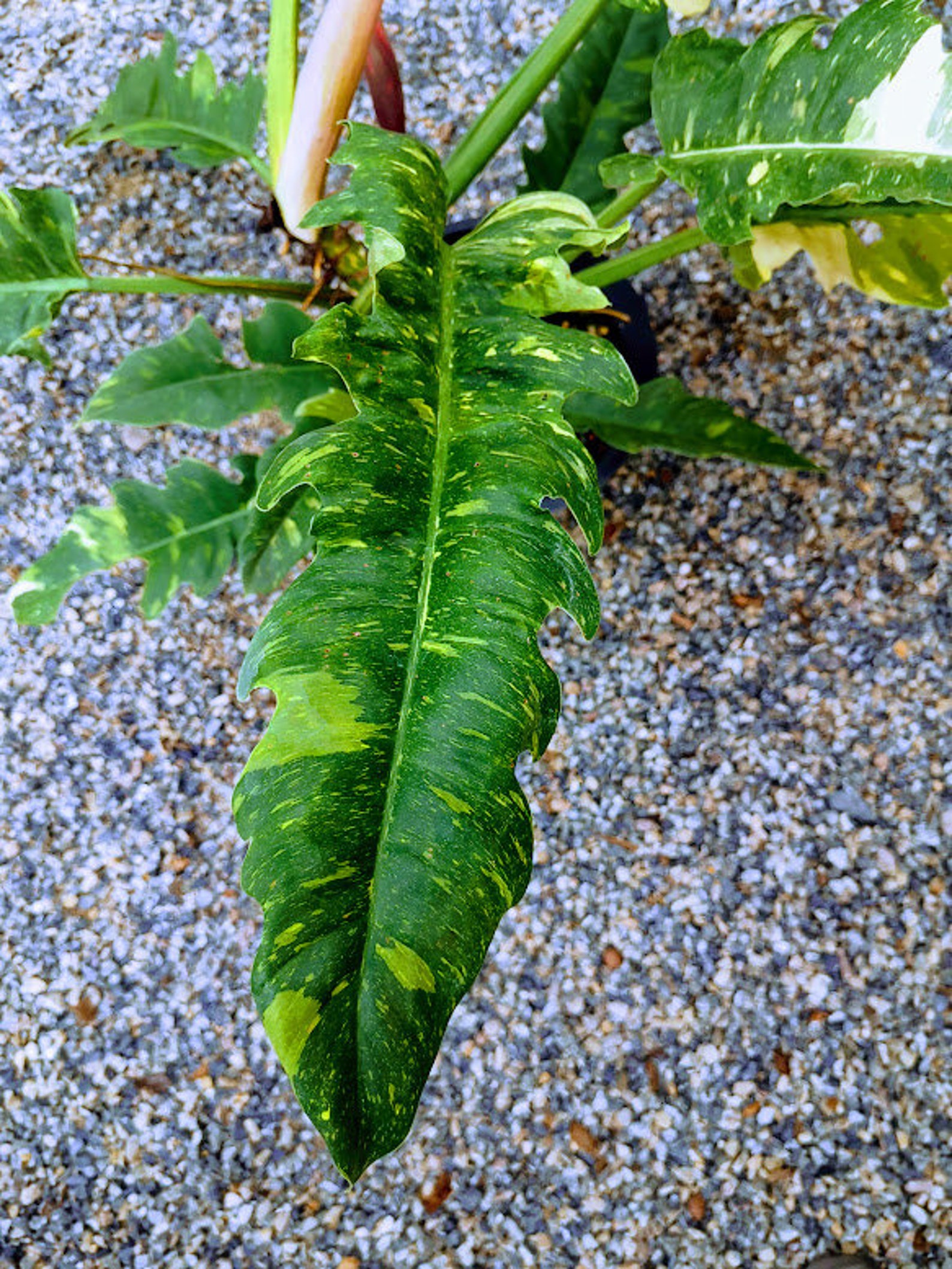 Philodendron Ring of Fire Variegated Rooted Can Cutting Free - Etsy