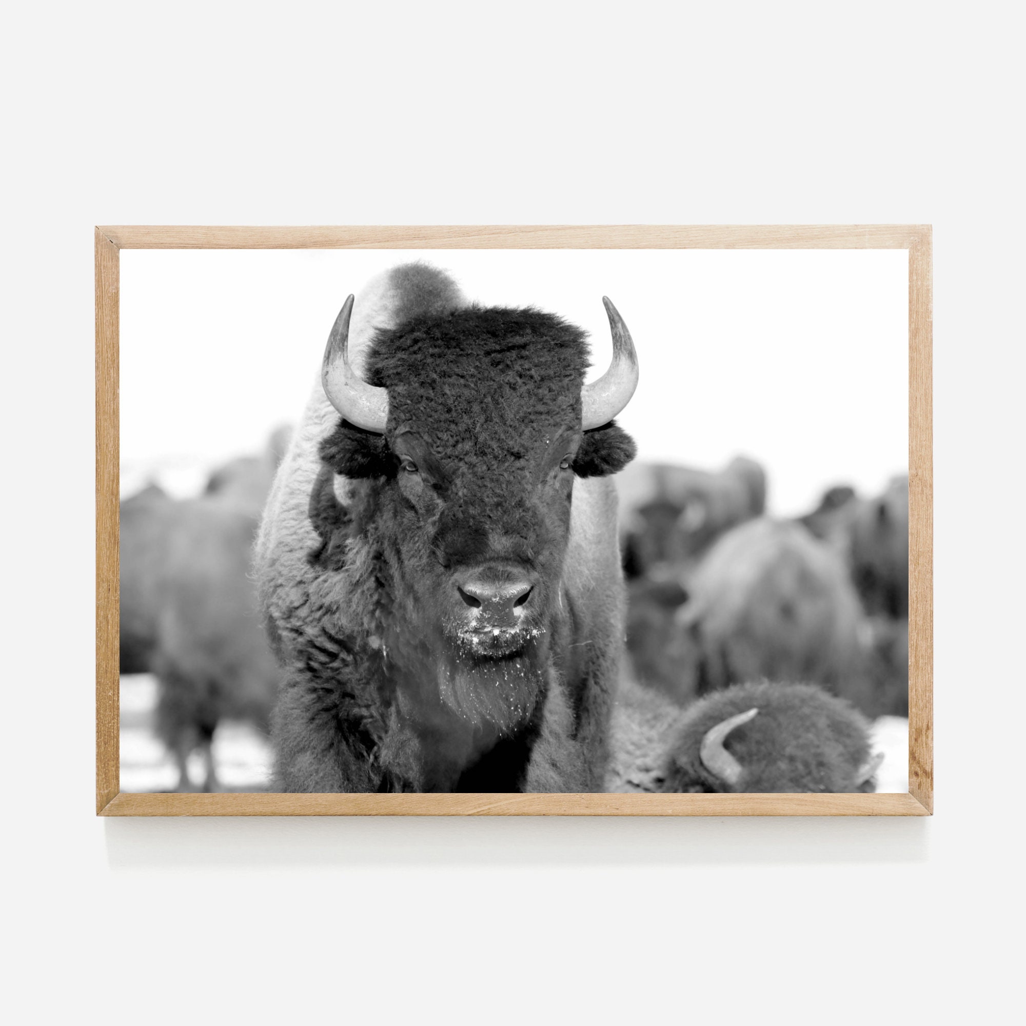 Bison Wall Art, Bison Print, Bison Digital Download, Bison in Snow ...