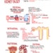 Mastering Renal Health: CKD & AKI Nursing Notes for Rns and Rns-to-be ...