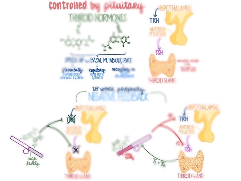 THYROID DISEASES: Comprehensive Nursing Guide to Hyper+hypothyroidism + Their Complications ...