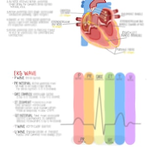 Heartbeat Mastery: Your Ultimate Guide to ECG Expertise and Life-saving ...