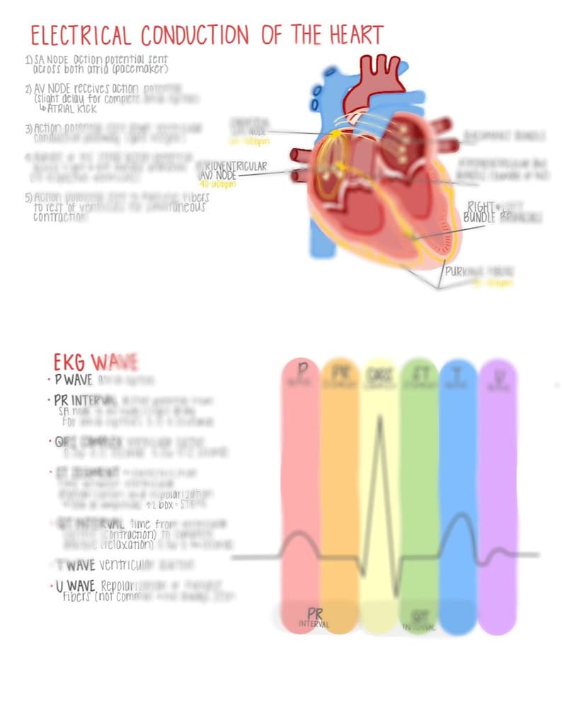 Heartbeat Mastery: Your Ultimate Guide to ECG Expertise and Life-saving ...