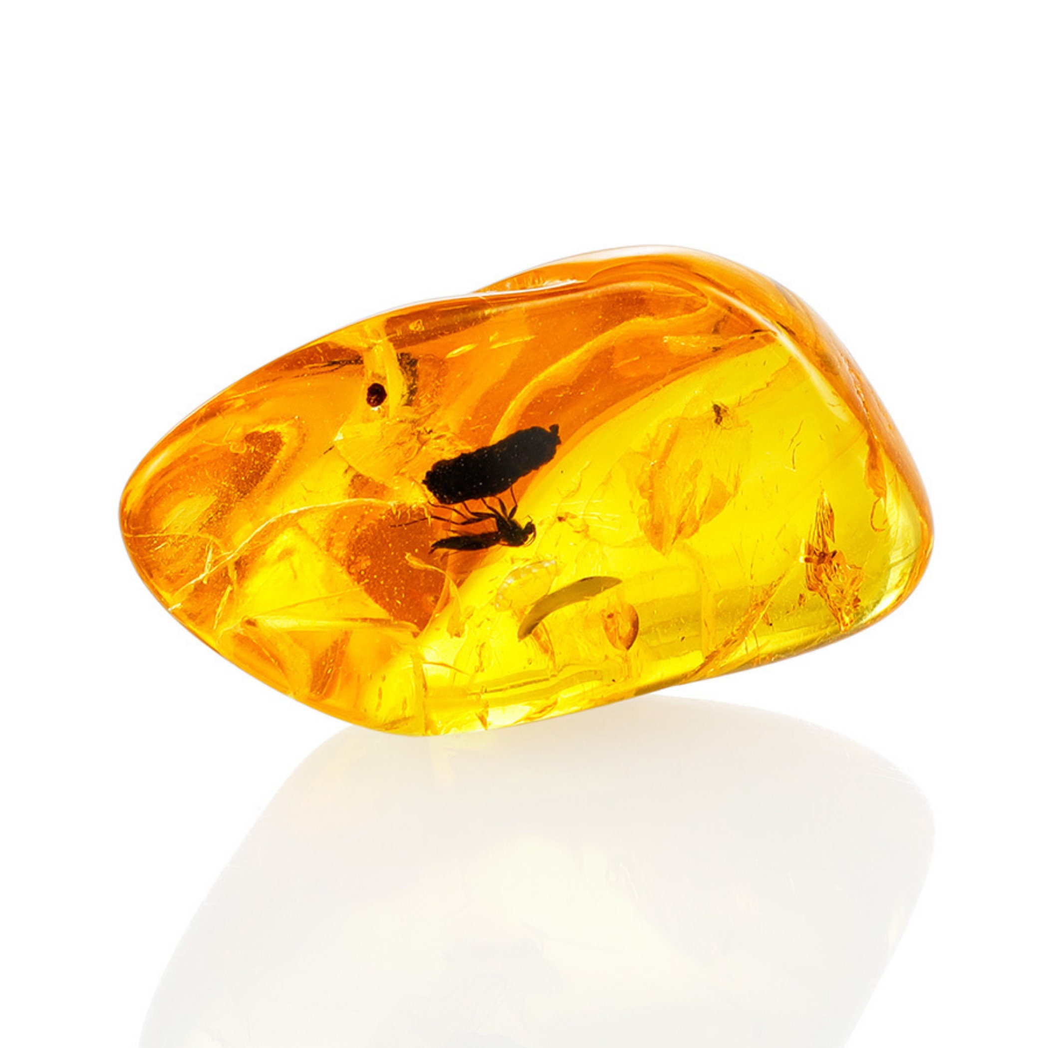 Amber with Inclusions Insect Genuine Natural Baltic Amber | Etsy