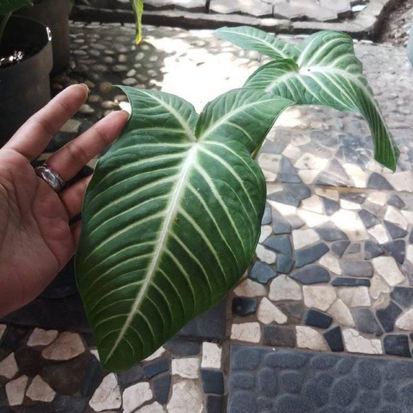 Caladium Lindenii Magnificum - Etsy