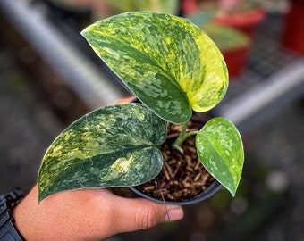Scindapsus green Army Rare Collectors Plant Rooted Variegated ...