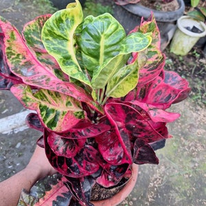 Codiaeum Variegatum Croton Apple Bussarin Curl Real Pick - Etsy