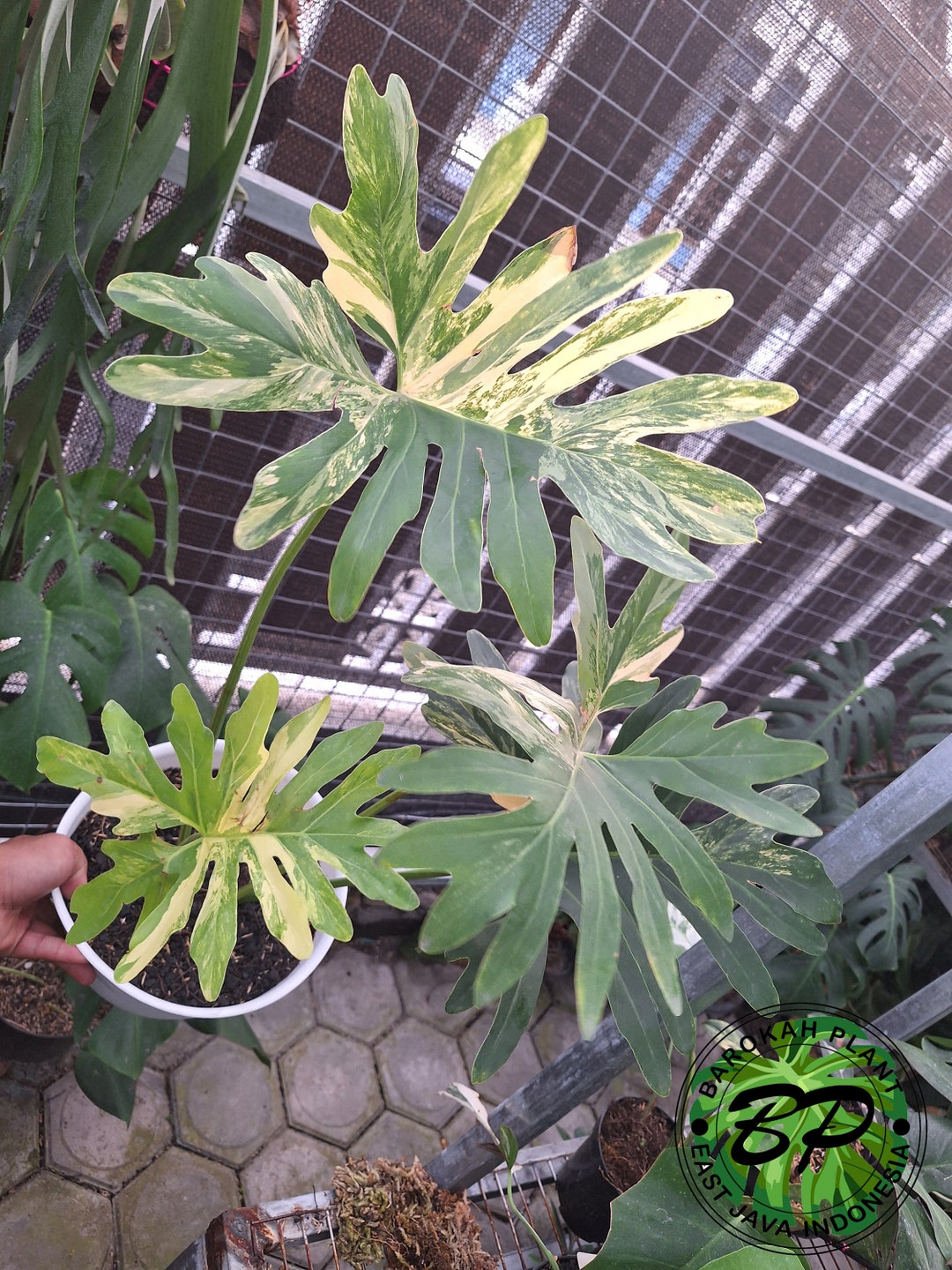 Thaumatophyllum Java Beauty Variegated Size Large Real Pick - Etsy