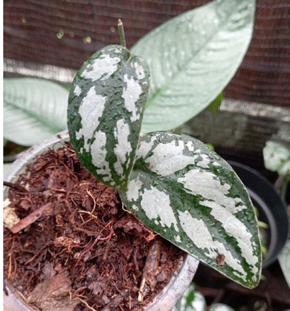 Plants Home & Hobby Scindapsus Silver Princess Free Phytosanitary ...