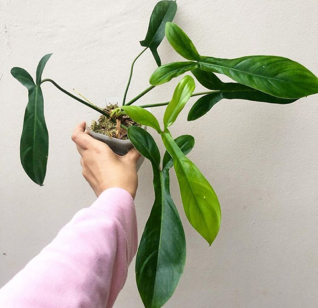 Wholsale Plant Philodendron Code 69686 - Etsy