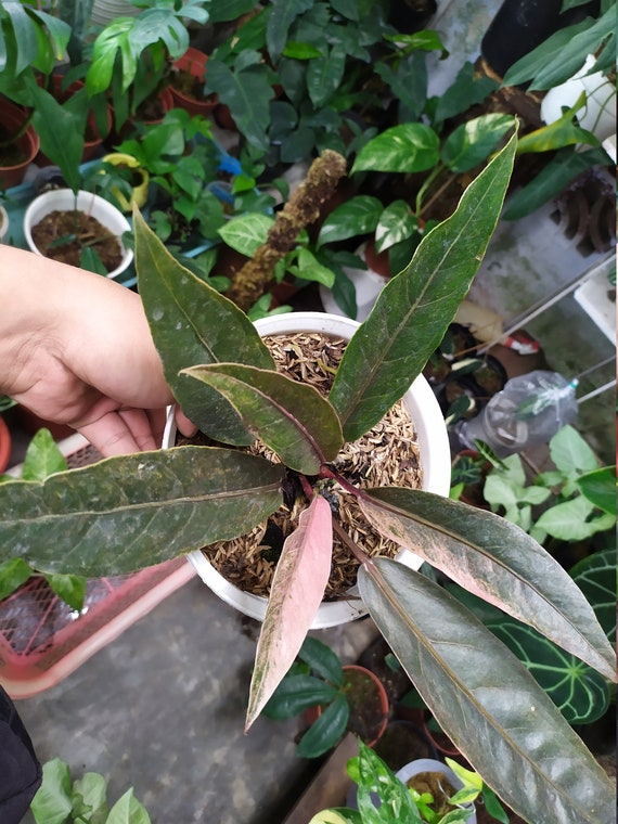 Pink Variegated Hookeri Anthurium - Real Pic - craibas.al.gov.br
