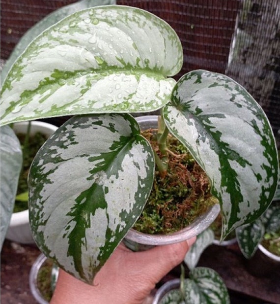 Plants Home & Hobby Scindapsus Silver Princess Free Phytosanitary ...