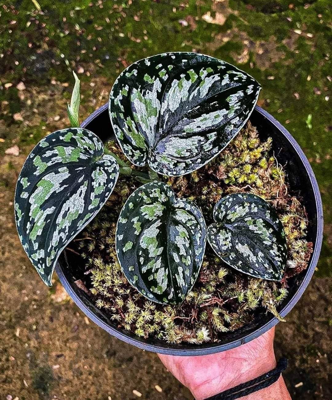 Scindapsus Tricolor Sp Borneo Dark Form by Ship DHL Express Free ...