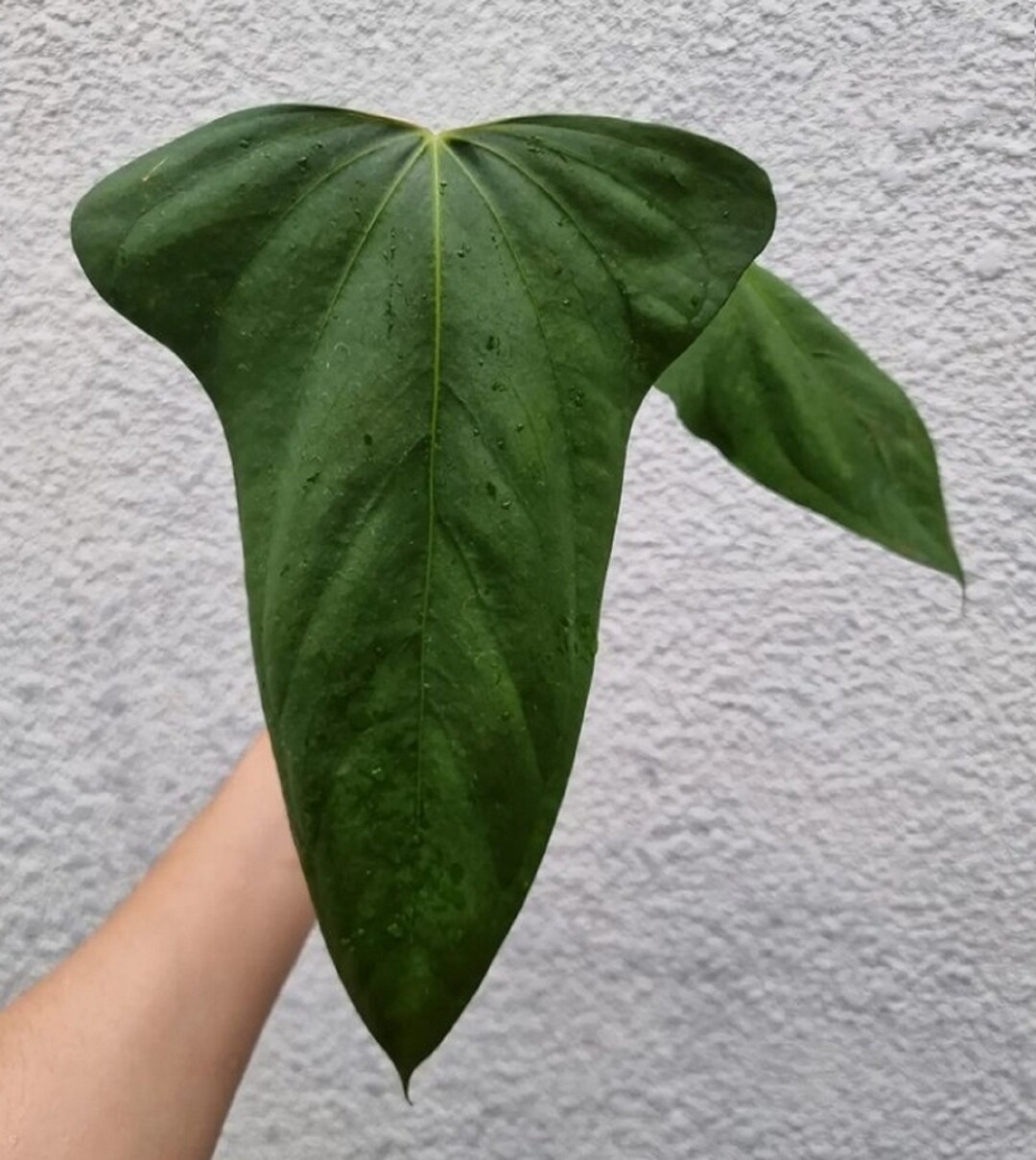 Anthurium Portillae by Ship DHL Express - Etsy Finland
