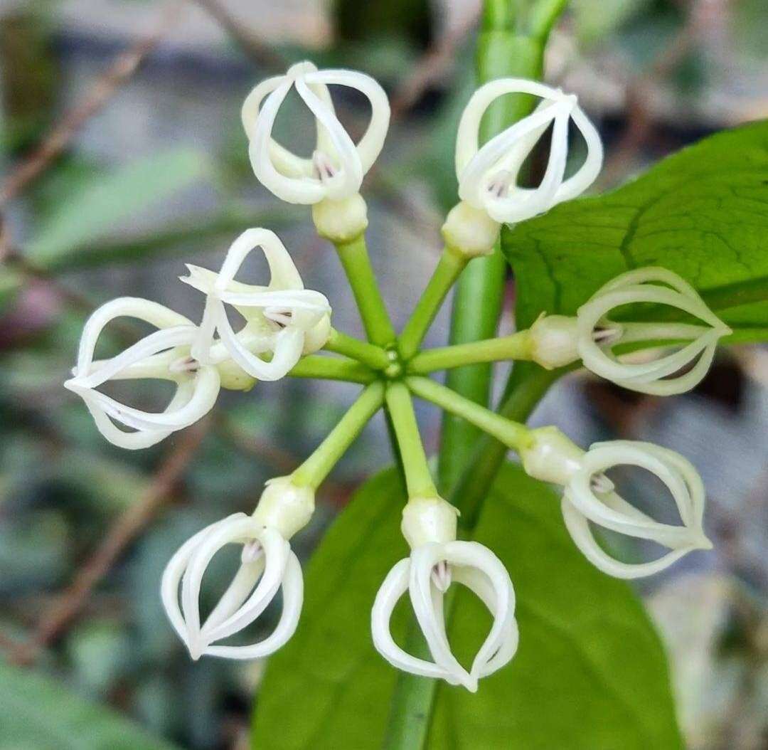 Hoya Decipulae Free Phytosanitary Certificate - Etsy