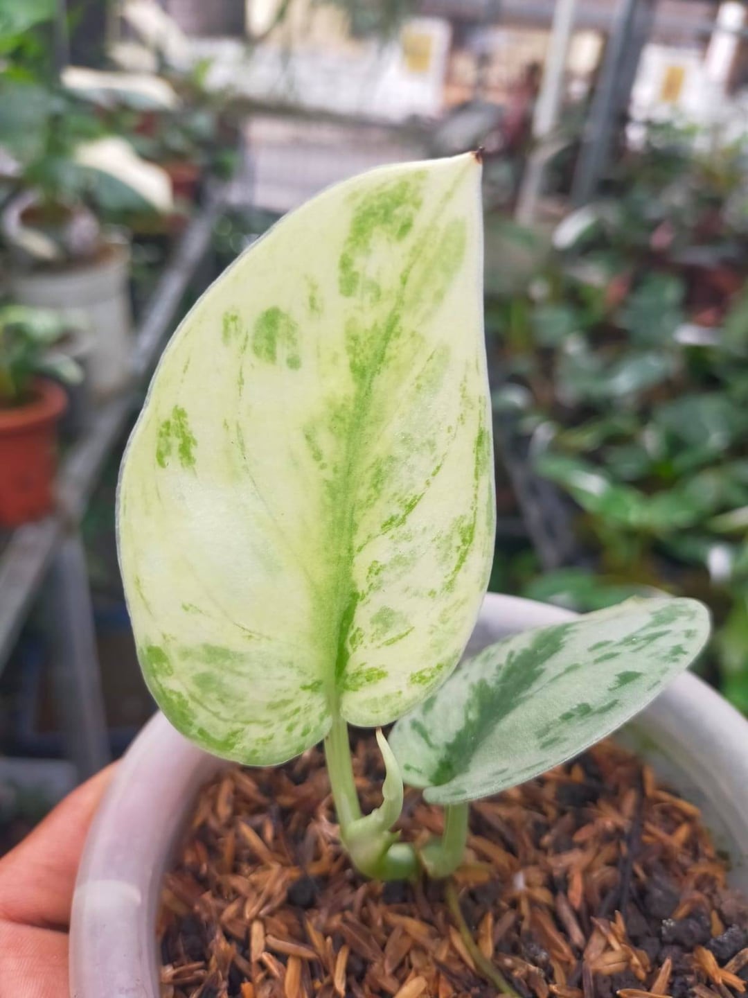 Scindapsus Exotica Hologram Variegated - Etsy
