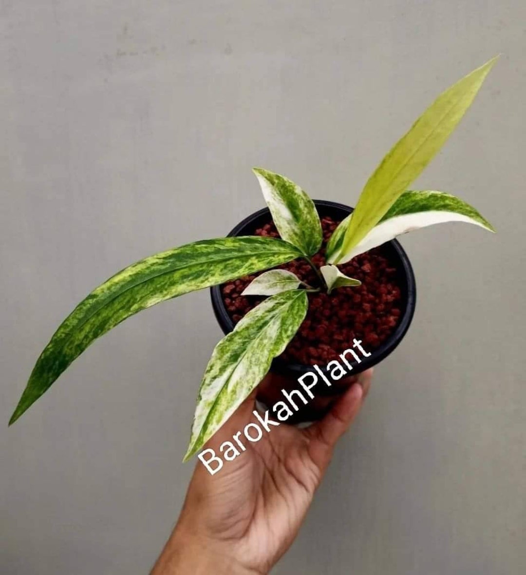 Anthurium Vittarifolium Variegated - Etsy