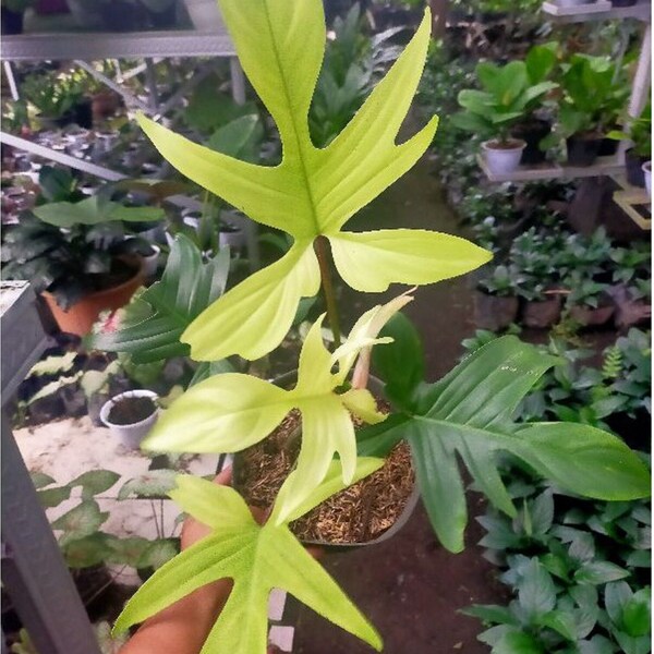 Florida Ghost Philodendron - Etsy