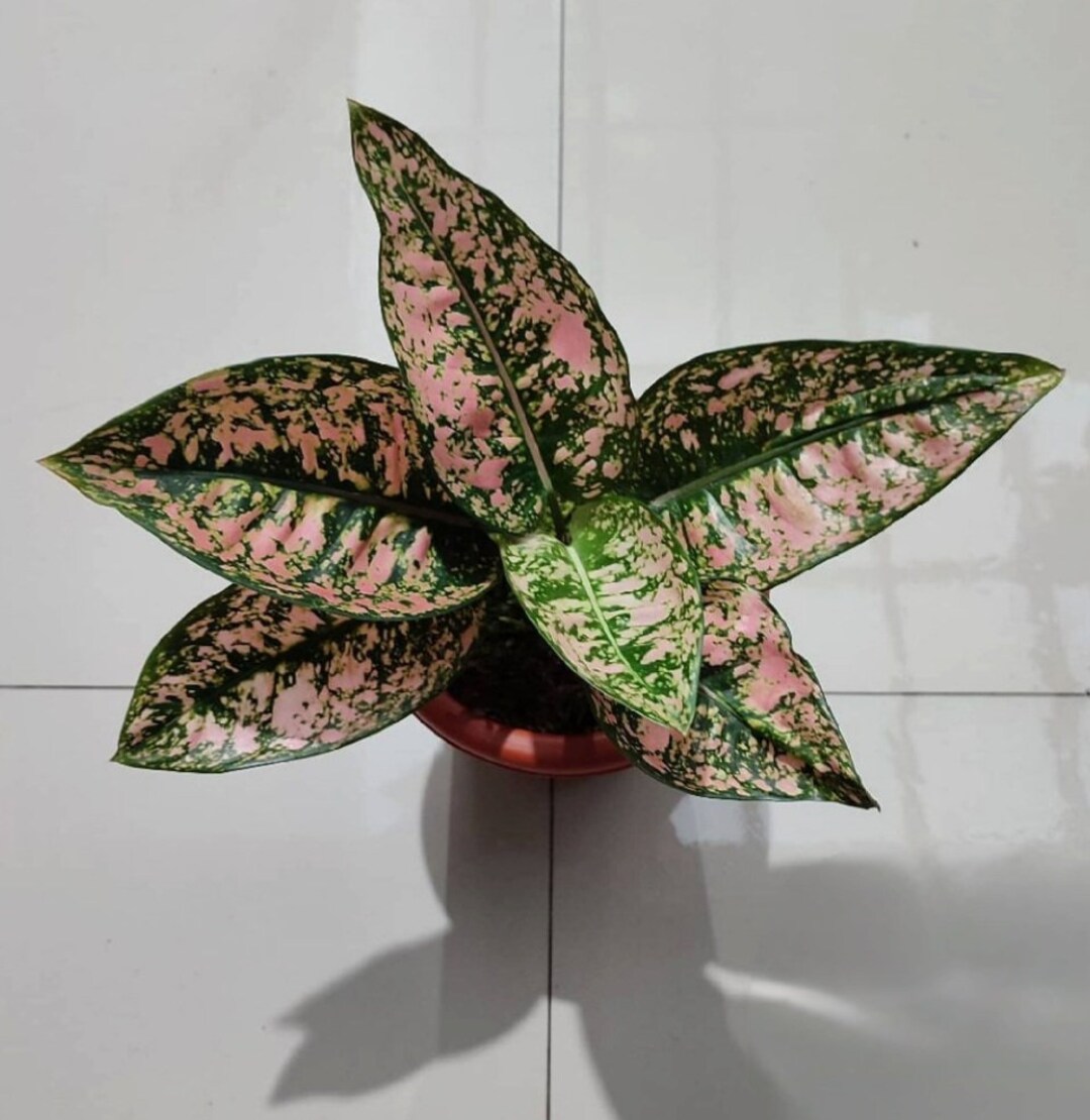 Aglaonema Ruby Compacta - Etsy