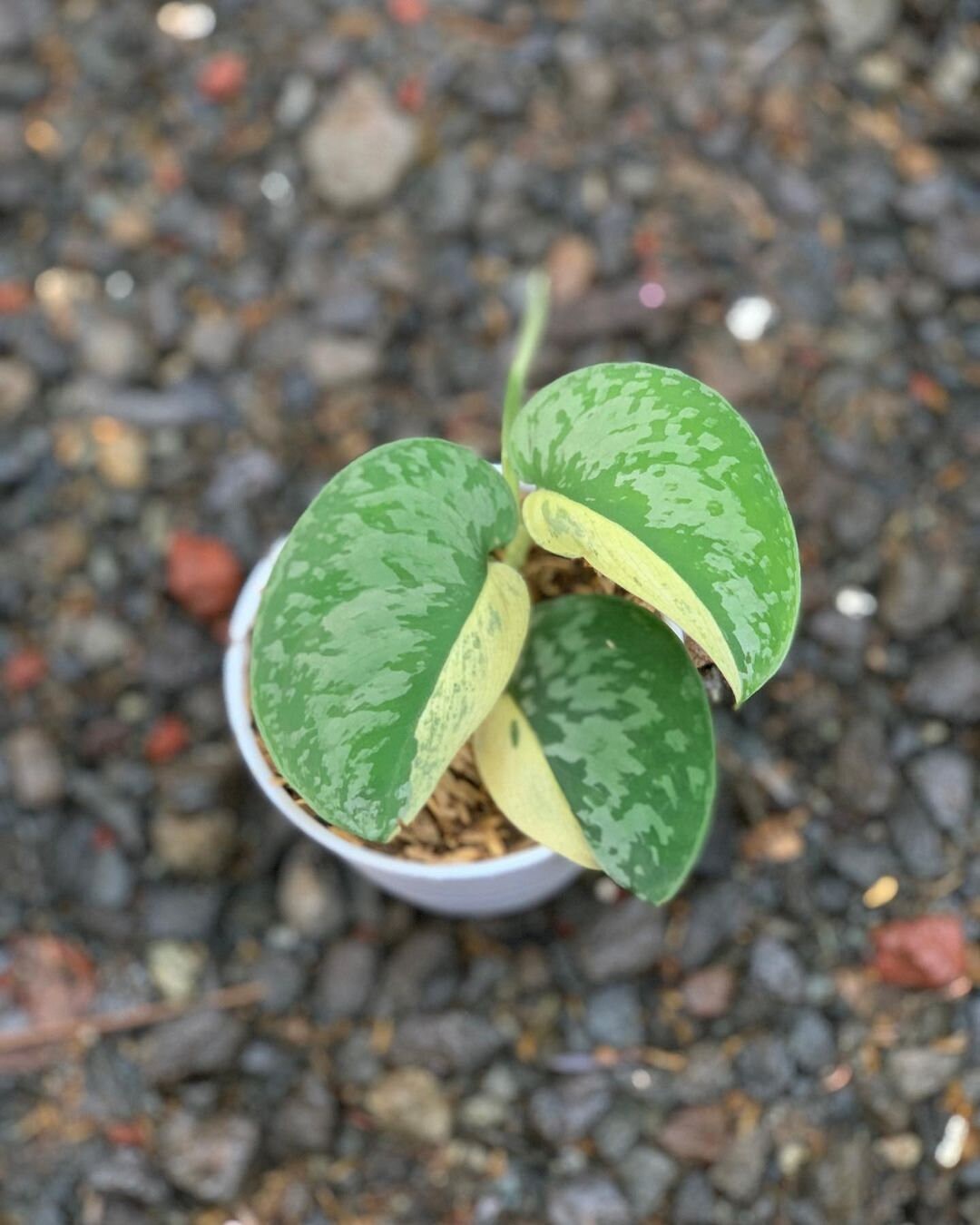 Scindapsus Lakambini Free Phytosanitary Certificate - Etsy