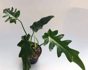 PHILODENDRON BOB CEE Plant free Heat rare Aroid Long Glossy Serrated ...