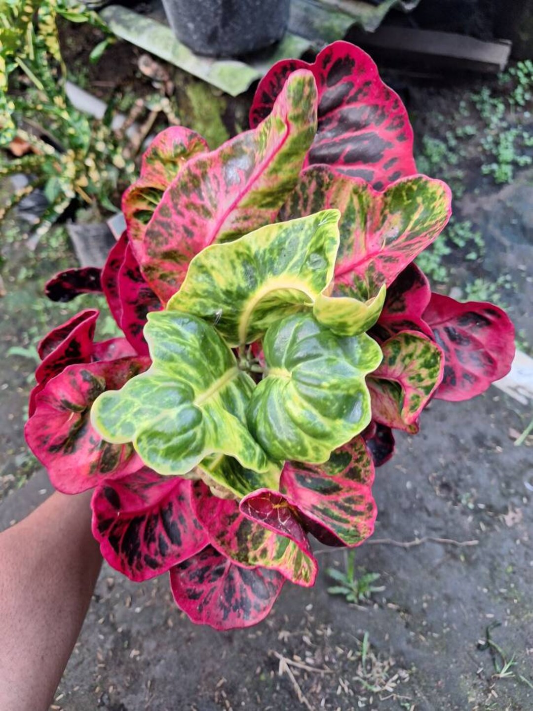 Codiaeum Variegatum Croton Apple Bussarin Curl Real Pick - Etsy