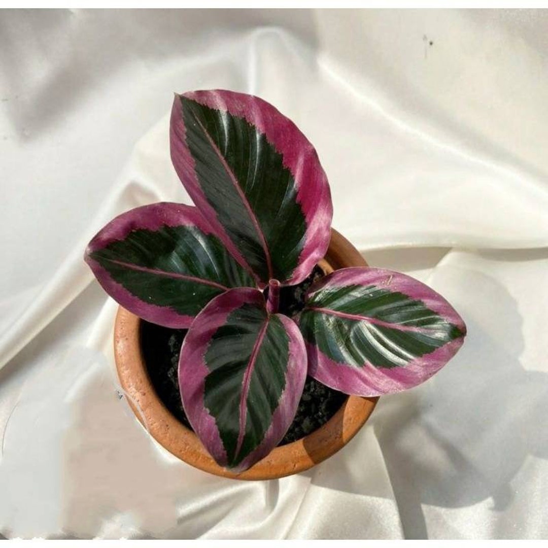 Calathea Cynthia Pink by Ship DHL Express Free Phytosanitary - Etsy