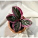 Calathea Cynthia Pink by Ship DHL Express Free Phytosanitary - Etsy