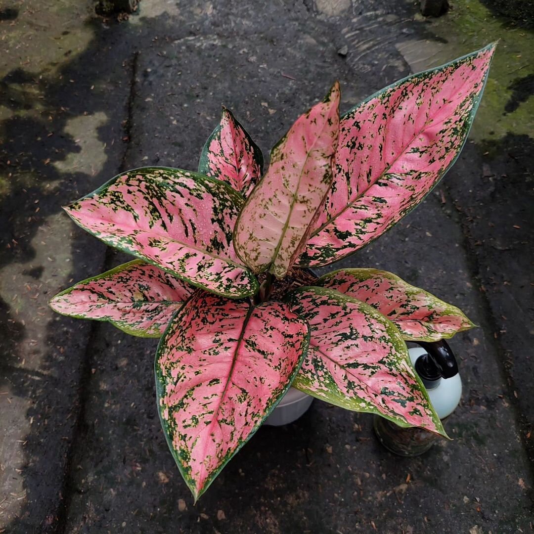 Aglaonema Ruby Super Pink Free Phytosanitary Certificate - Etsy