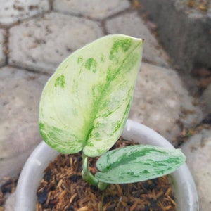 Scindapsus Exotica Hologram Variegated - Etsy