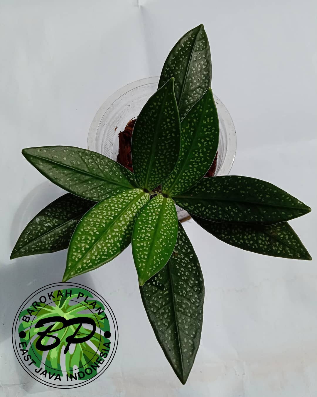 Argostemma Sp Borneo Sakadau by Ship DHL Express - Etsy