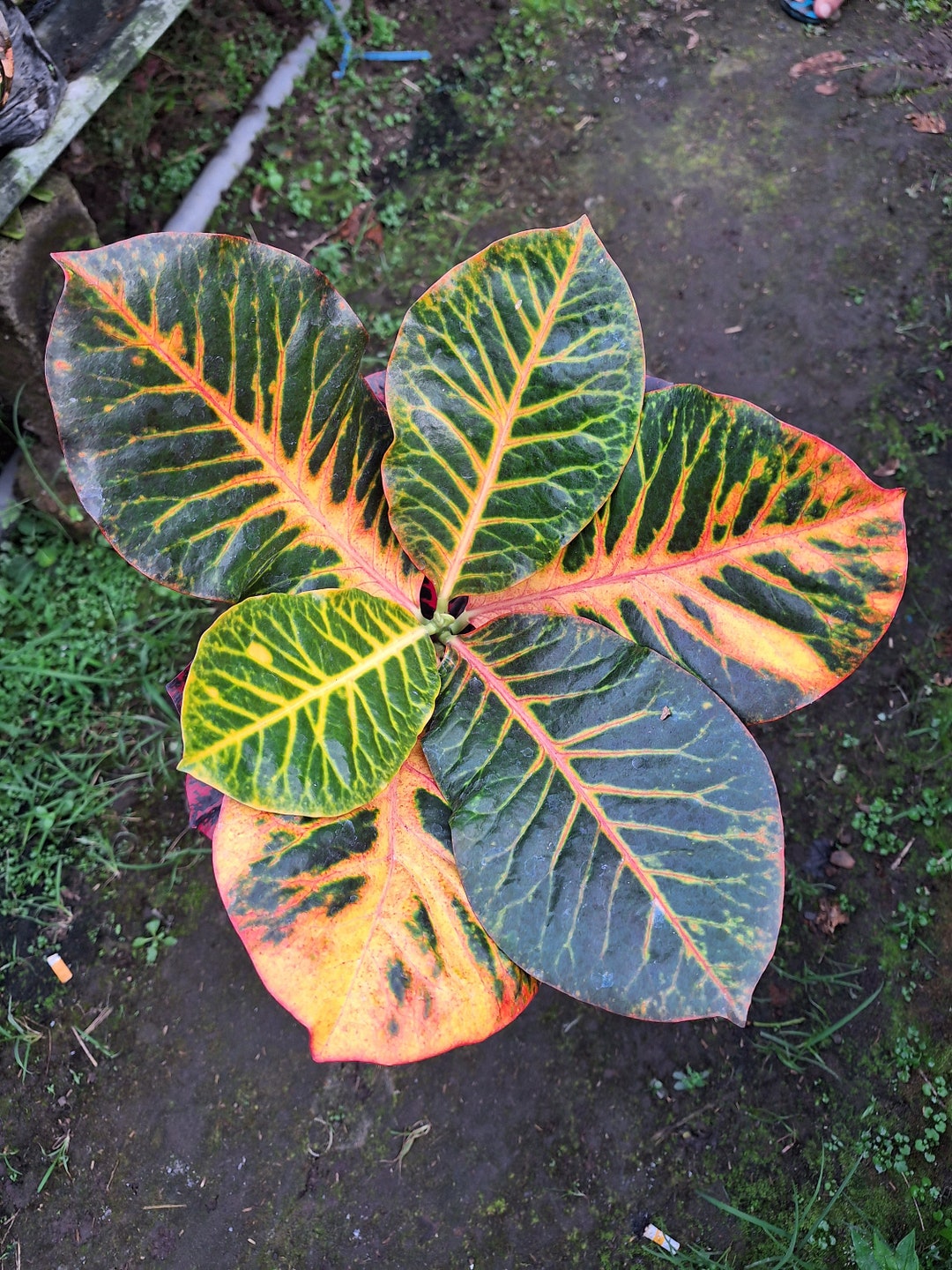 Codiaeum Variegatum Croton Red Vanessa by Ship DHL Express Free ...