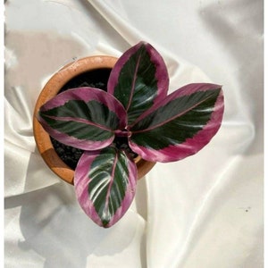 Calathea Cynthia Pink by Ship DHL Express Free Phytosanitary - Etsy
