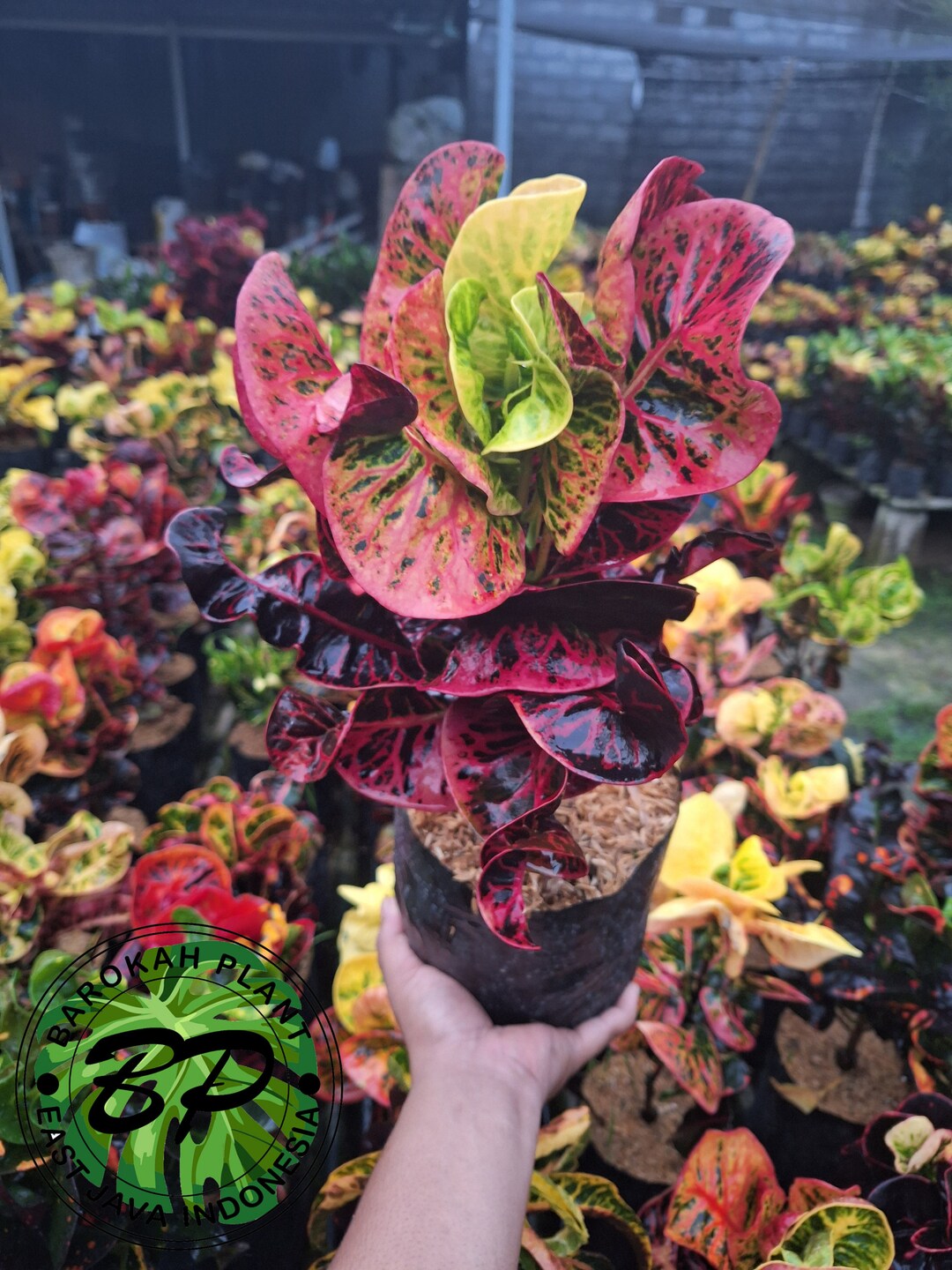 Real Pick Codiaeum Variegatum Croton Apple Handayani - Etsy