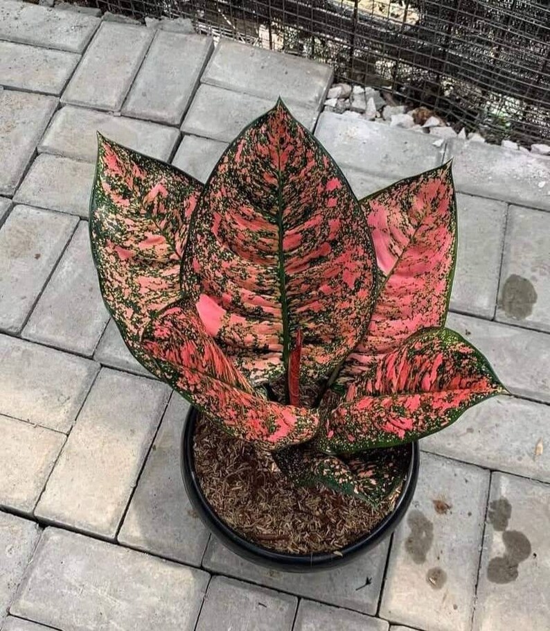 Aglaonema Ruby Giant - Etsy