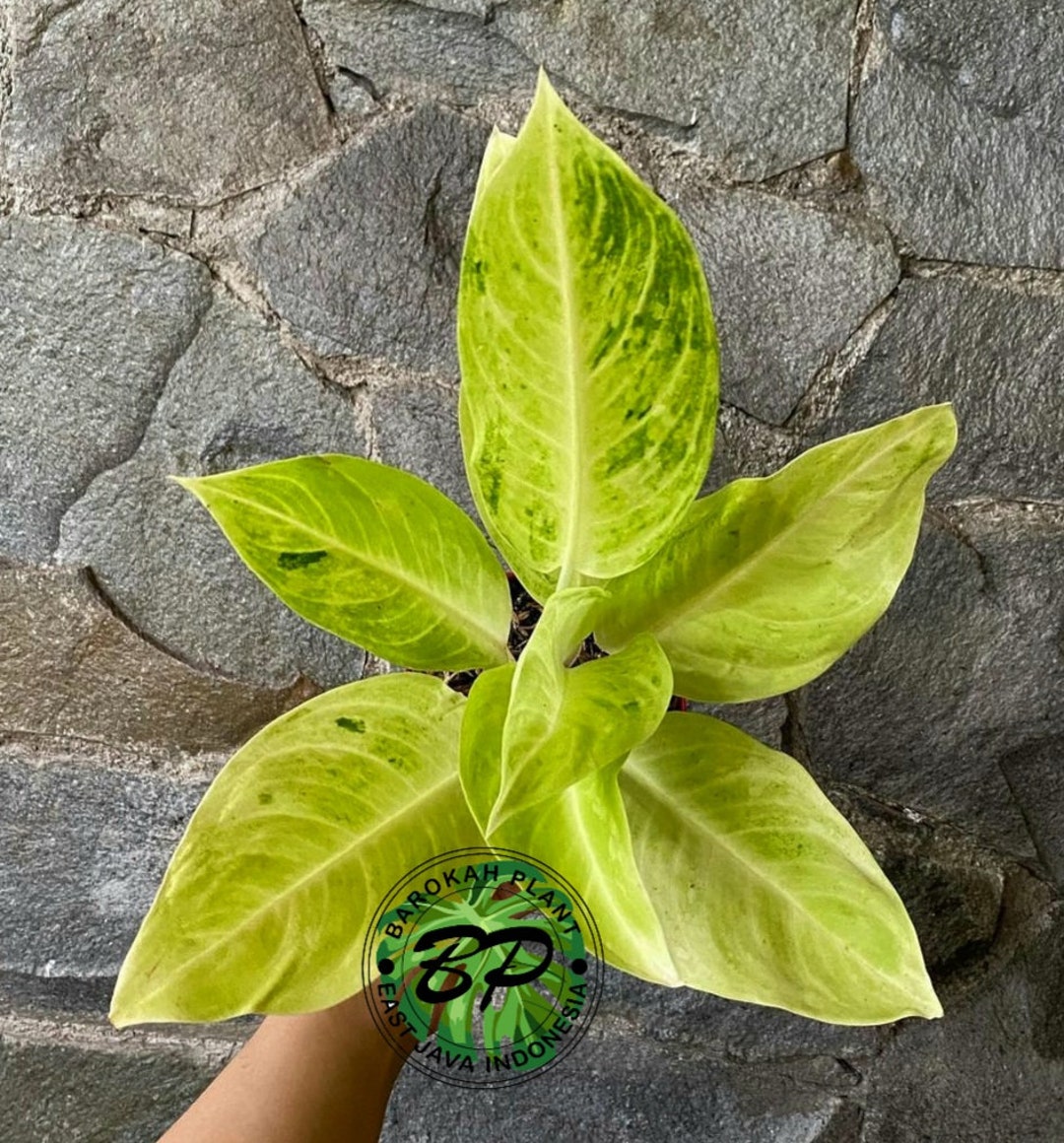 Aglaonema Sundrop Free Phytosanitary Certificate - Etsy
